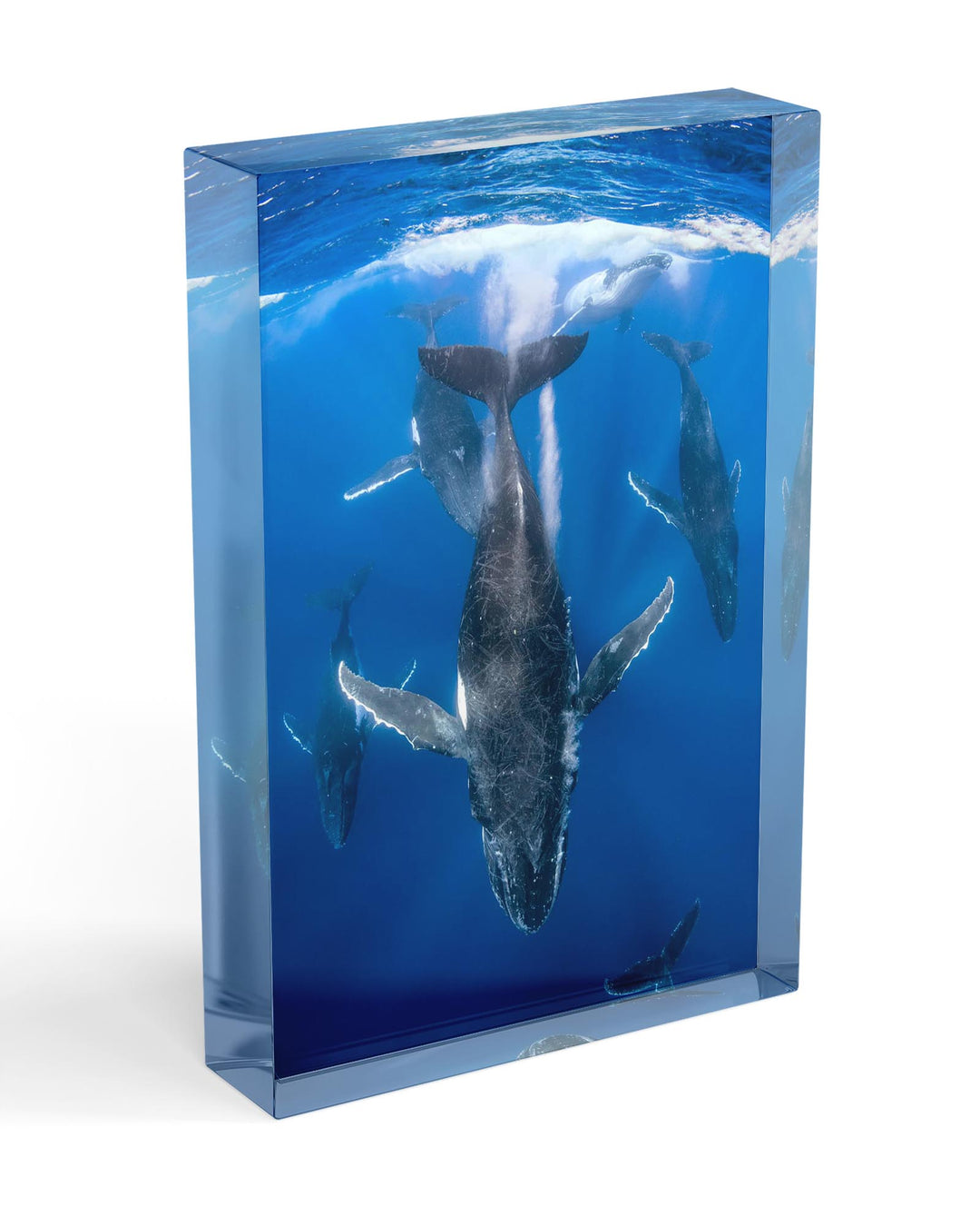 Humpback Whale Heat Run Photo Print | Tonga | Whale Ocean Artworks ...