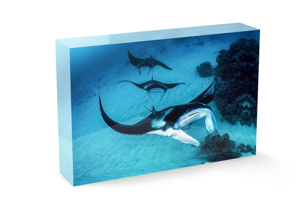 Manta Rays Great Barrier Reef Photo Print | Artwork for Home Decor ...