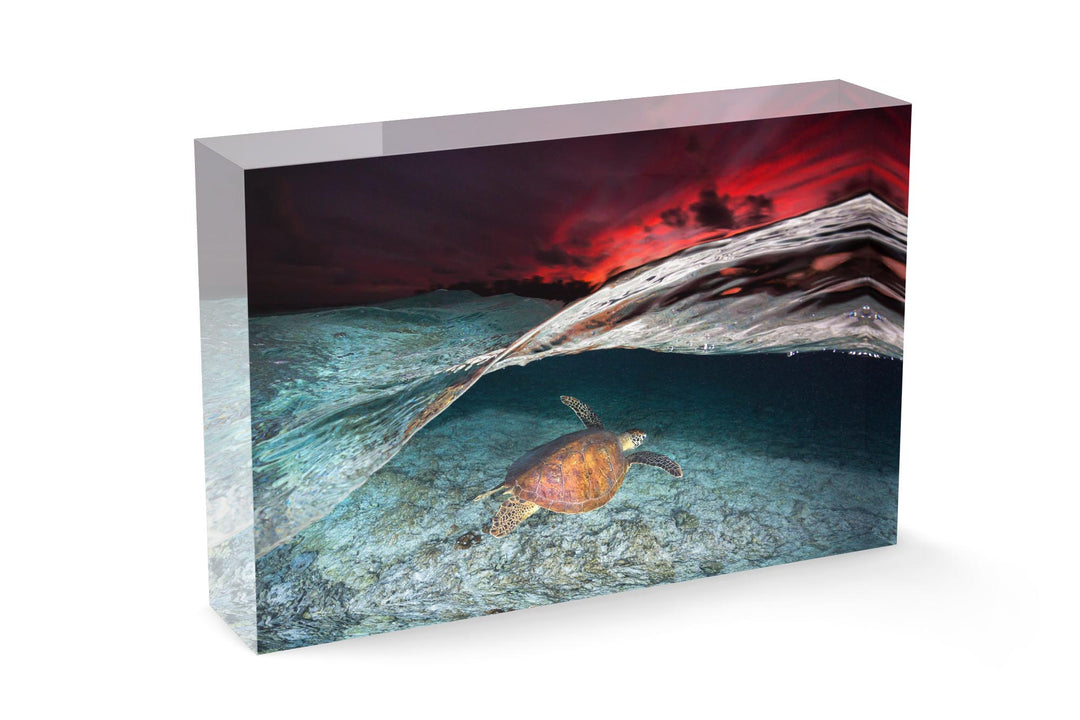 Turtle Twist Sunset Photo Print | Lady Elliot Island Ocean Art – Jordan ...