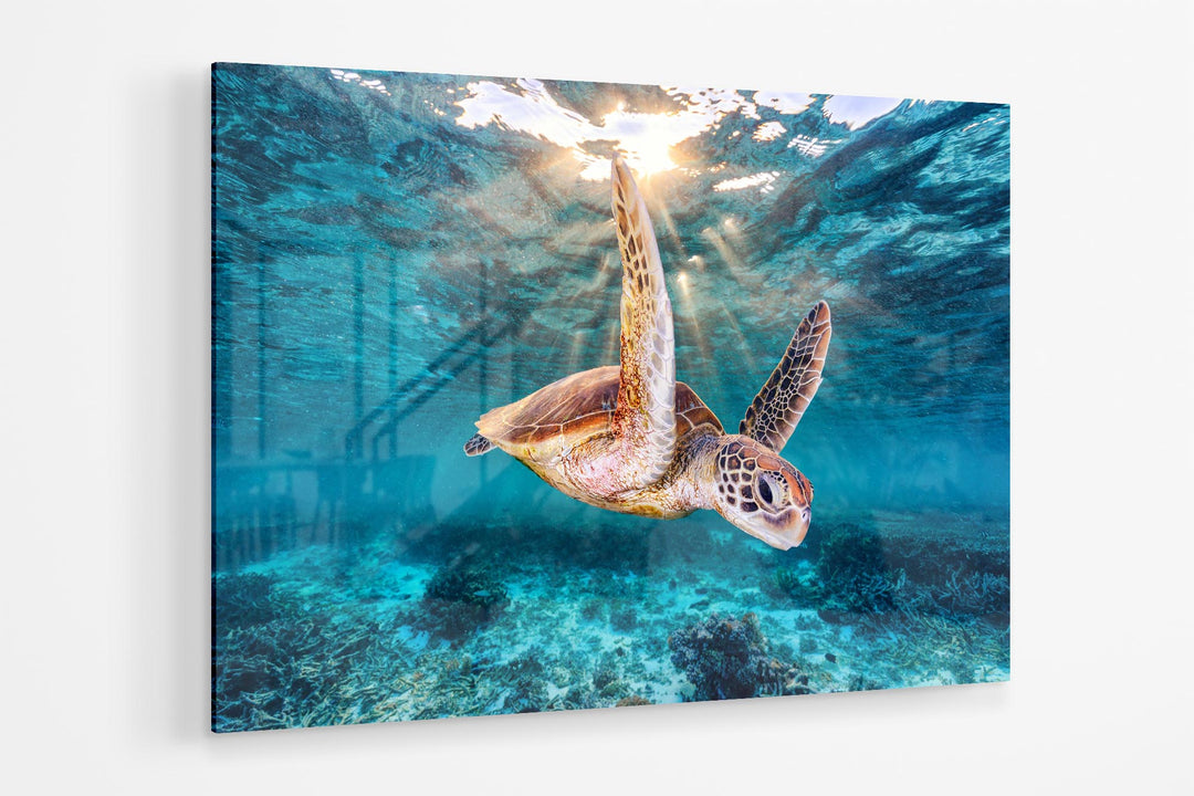 Gliding in The Golden Light Sea Turtle Photo Print | Nature Ocean Art ...