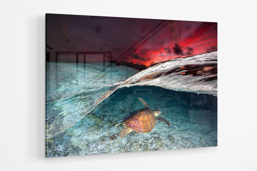 Turtle Twist – Jordan Robins Photography