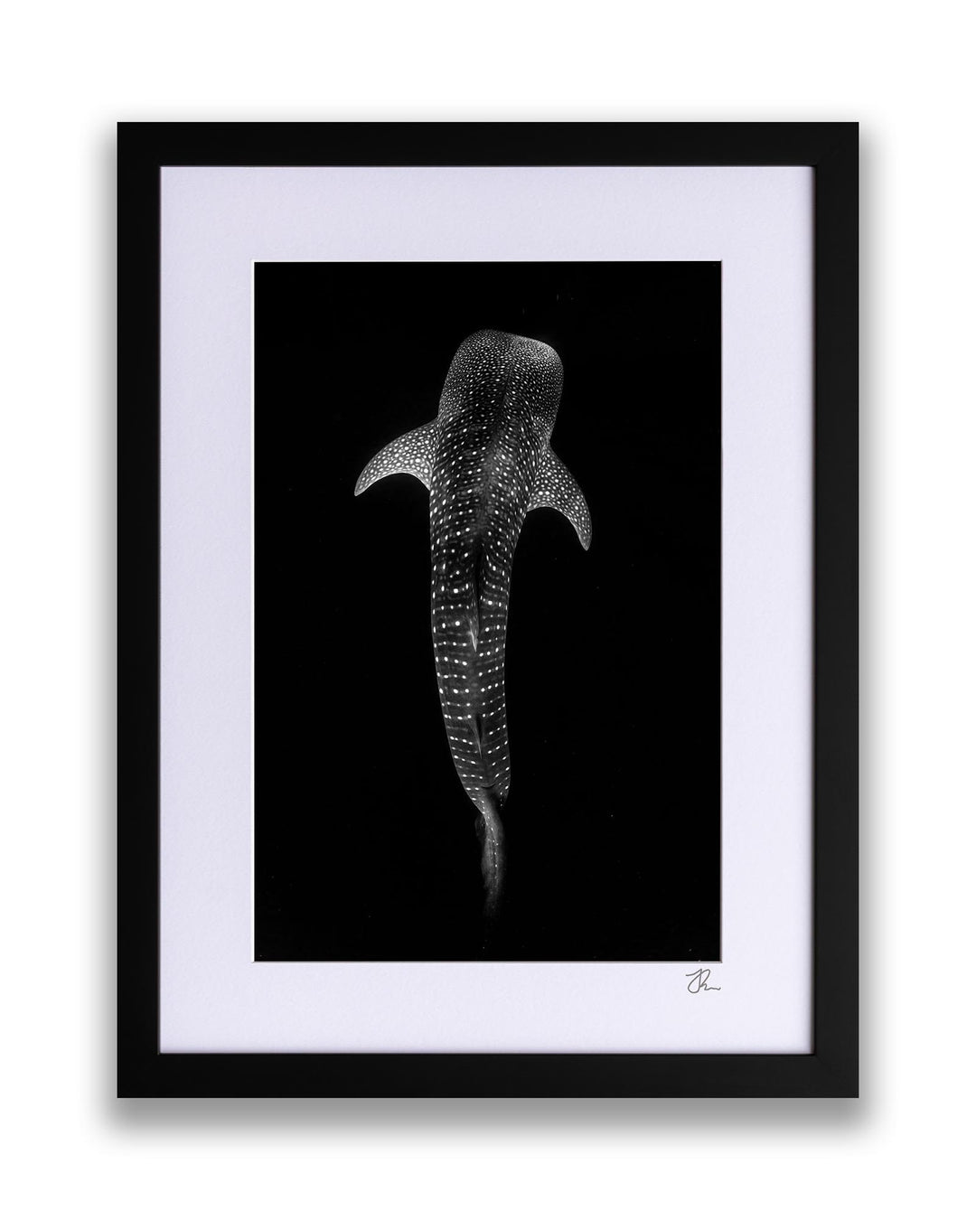 Whale Shark | Vertical – Jordan Robins Photography