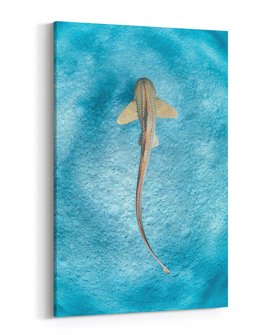Leopard Shark / Zebra Shark Photo Print | Ningaloo Reef Ocean Art ...