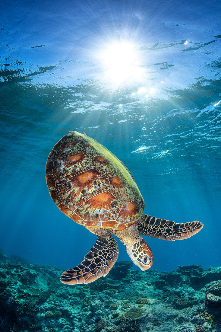 Green Sea Turtle Vertical Photo Print | Lady Elliot Island Ocean Art ...