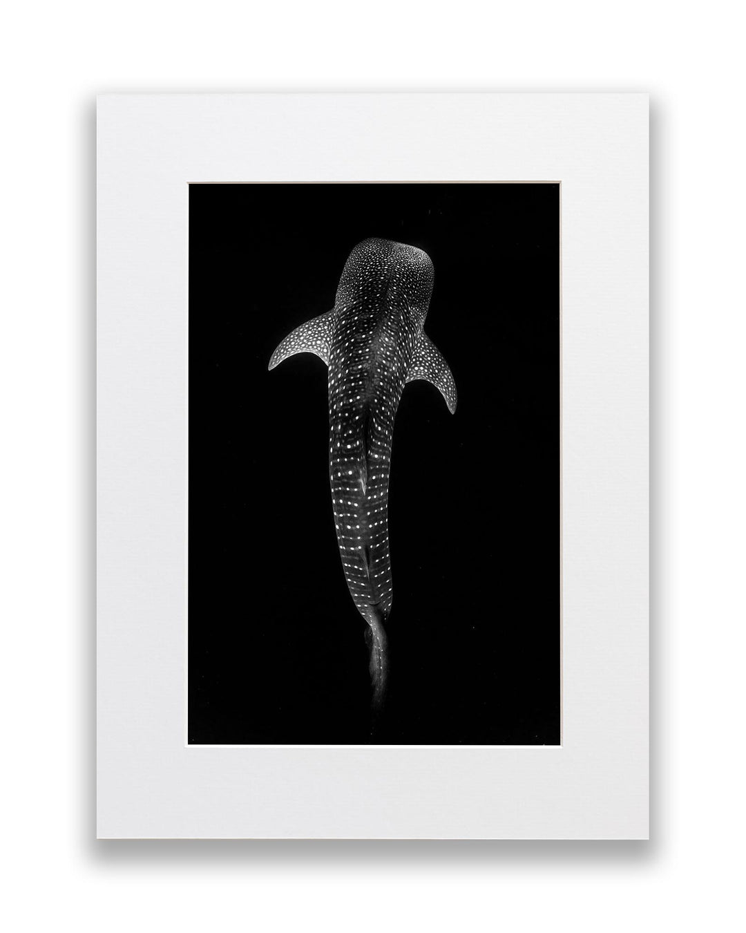Whale Shark | Vertical – Jordan Robins Photography