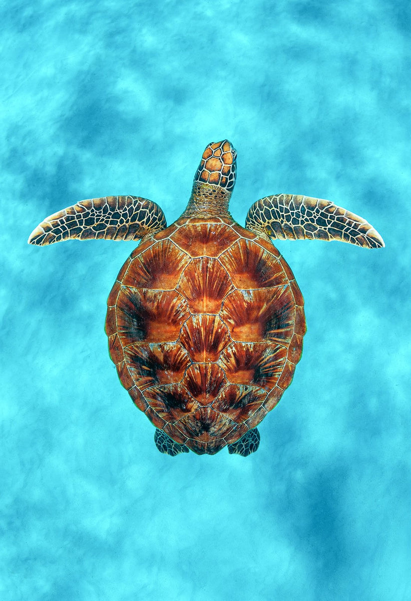 Jordan Robins Photography