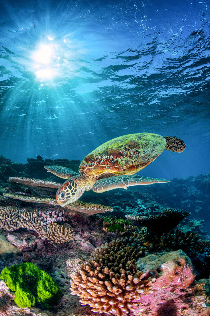 Green Sea Turtle Portrait / Vertical Print | Underwater Photography ...