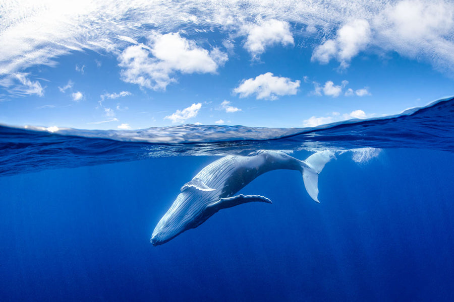 Jordan Robins Photography