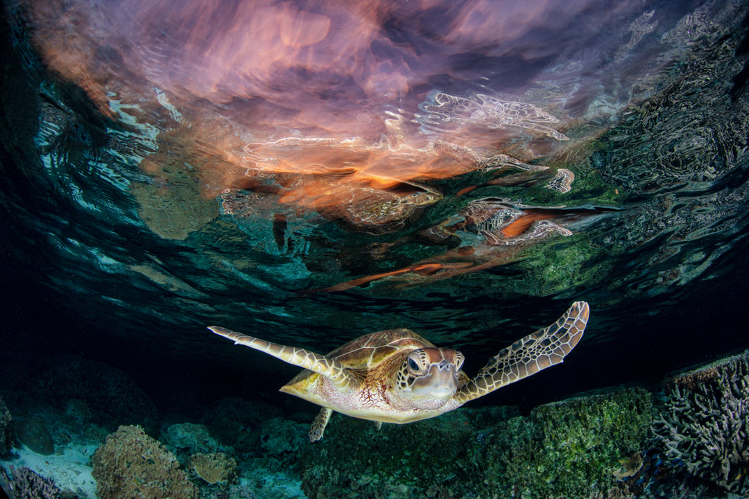 Psychedelic Turtle Photo Print Great Barrier Reef | Abstract Ocean Art ...