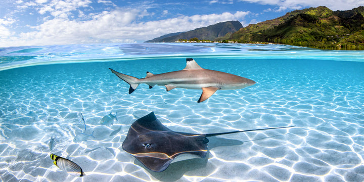 Jordan Robins Photography