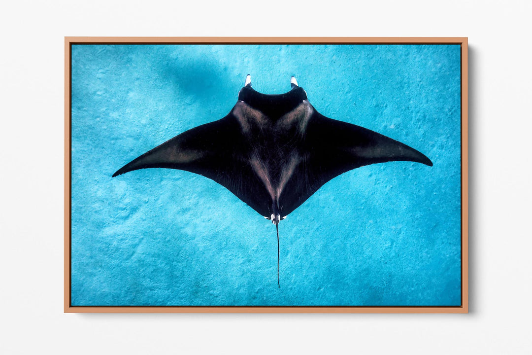 Manta Ray Clarity Photo Print Great Barrier Reef | Manta Ray Ocean Art ...