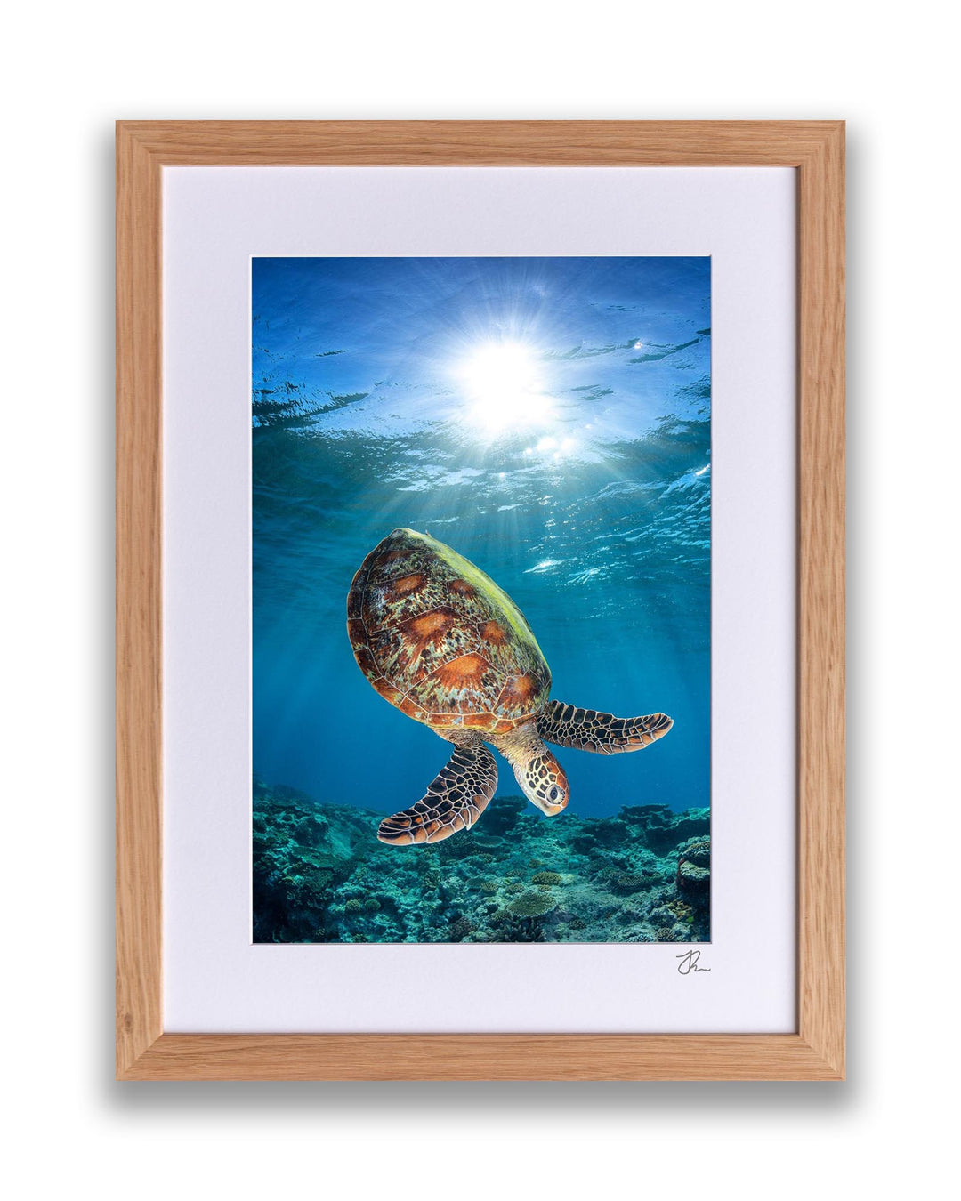 Green Sea Turtle Vertical Photo Print | Lady Elliot Island Ocean Art ...