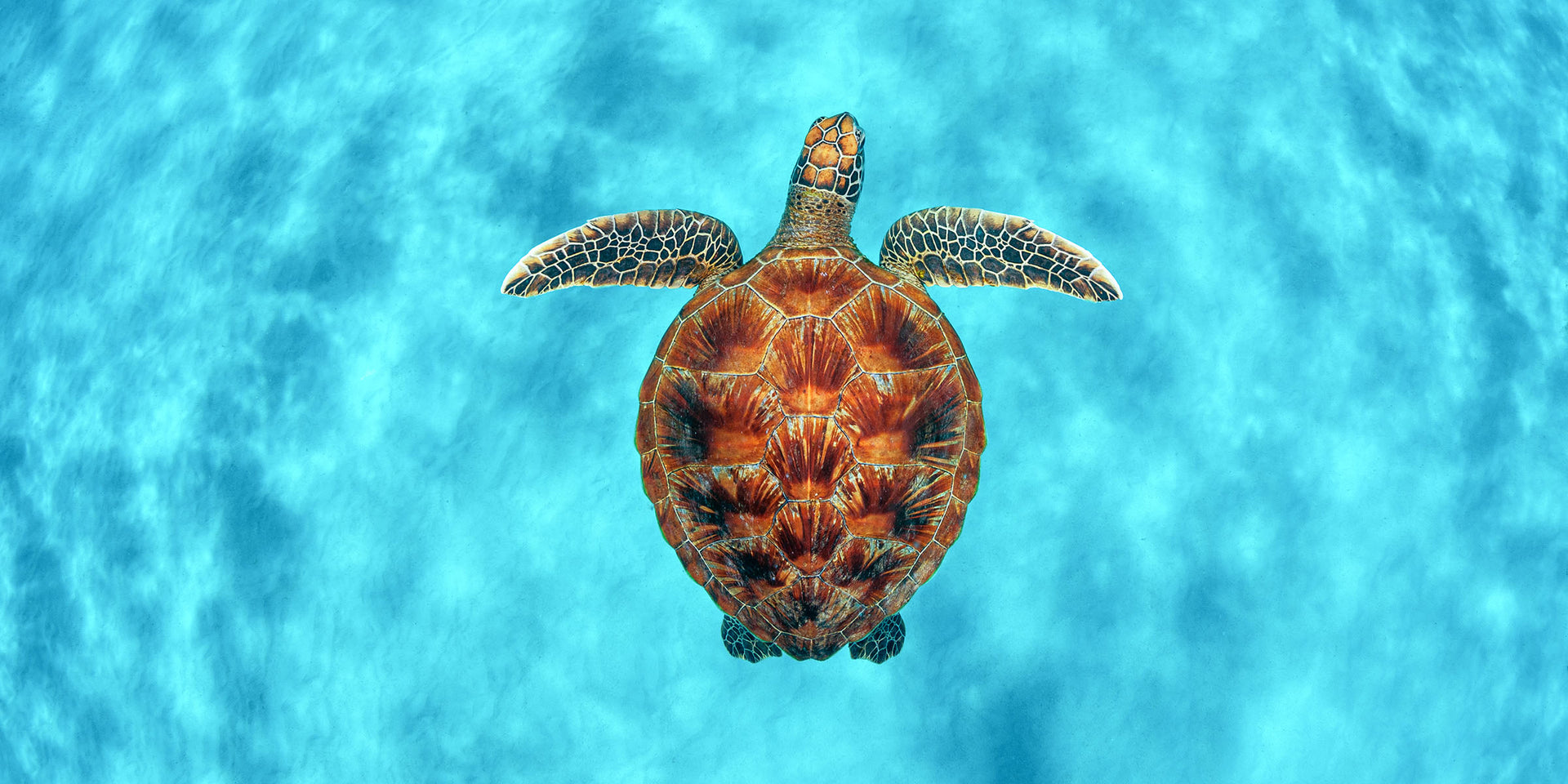 Jordan Robins Photography