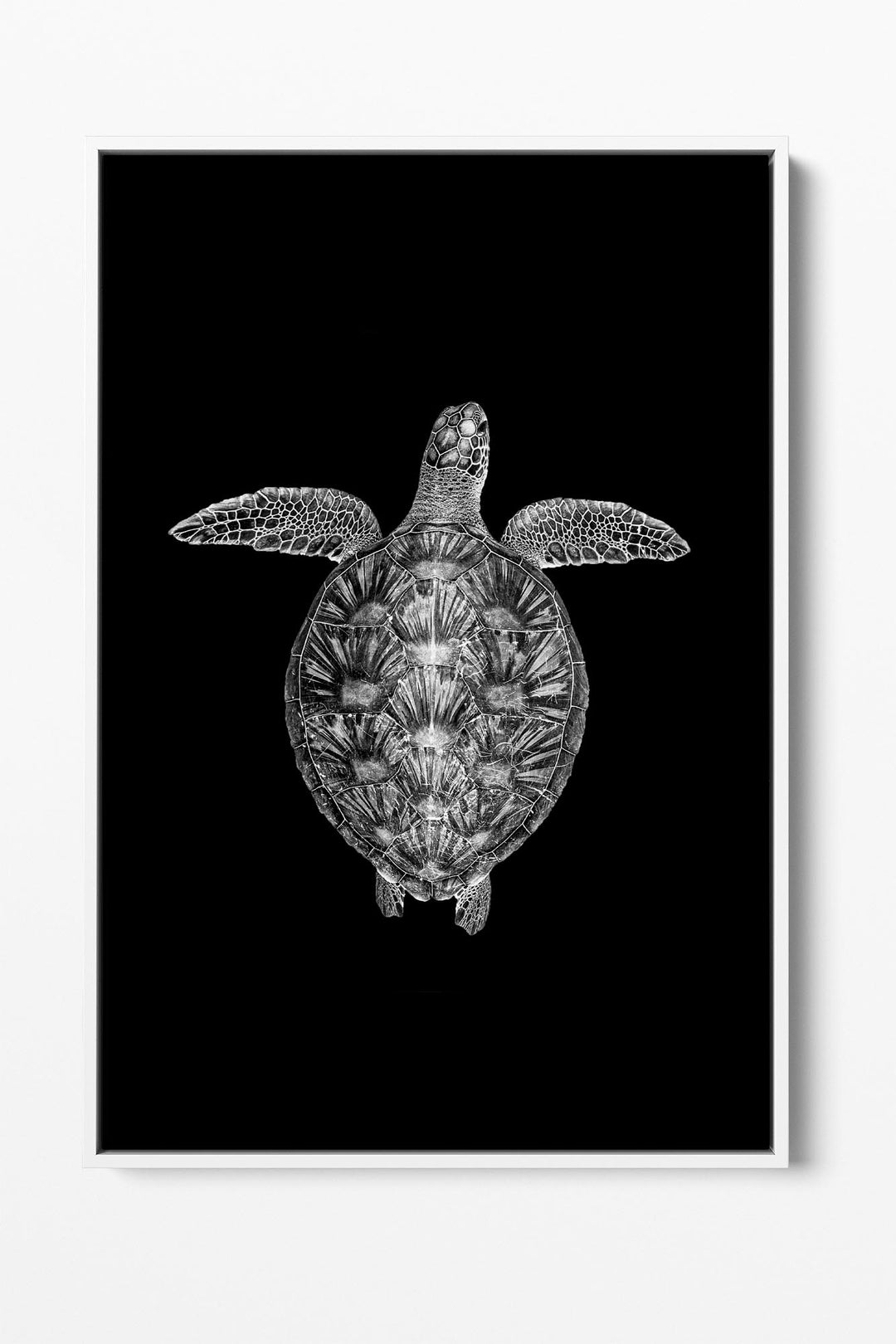 Green Sea Turtle Patterns Black & White Print | Great Barrier Reef ...