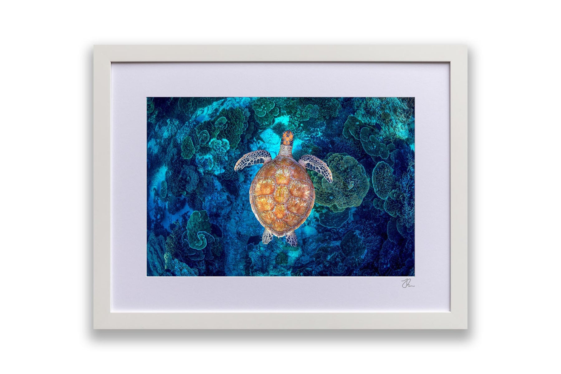 Coral Guardian | Great Barrier Reef – Jordan Robins Photography
