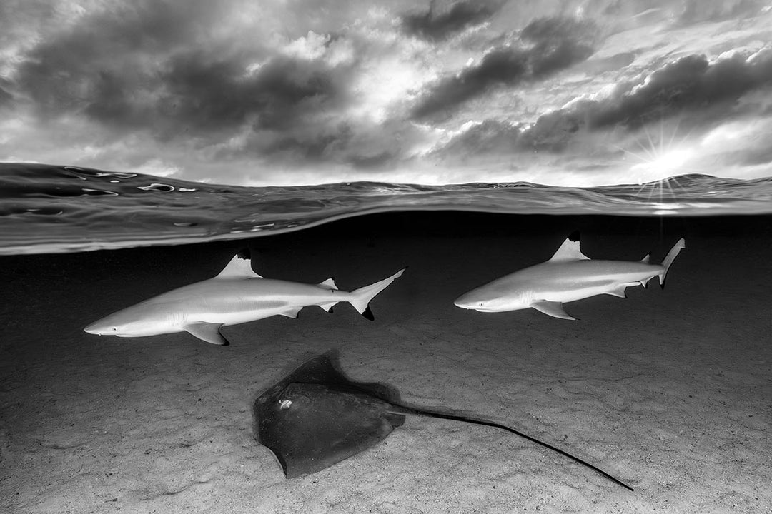 Black and White Shark & Stingray Print | Moorea Underwater Photography ...