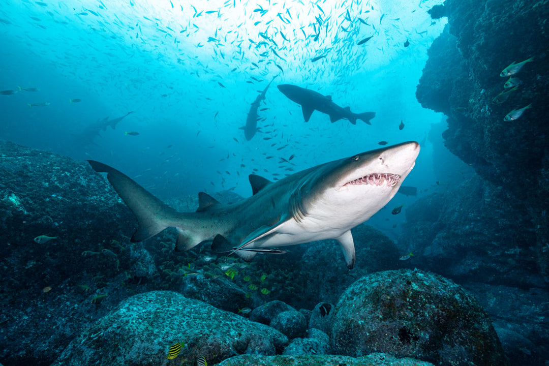 Grey Nurse Shark Print | Jervis Bay Underwater Photography – Jordan ...