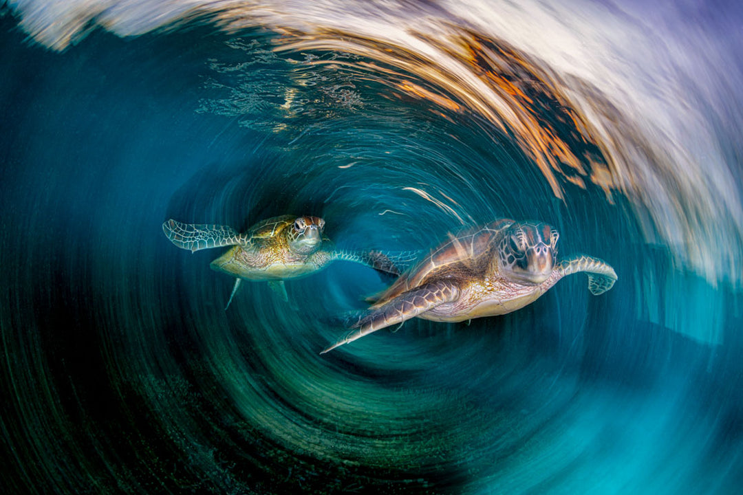 The Turtle Twister Print | Great Barrier Reef Abstract Ocean Art ...