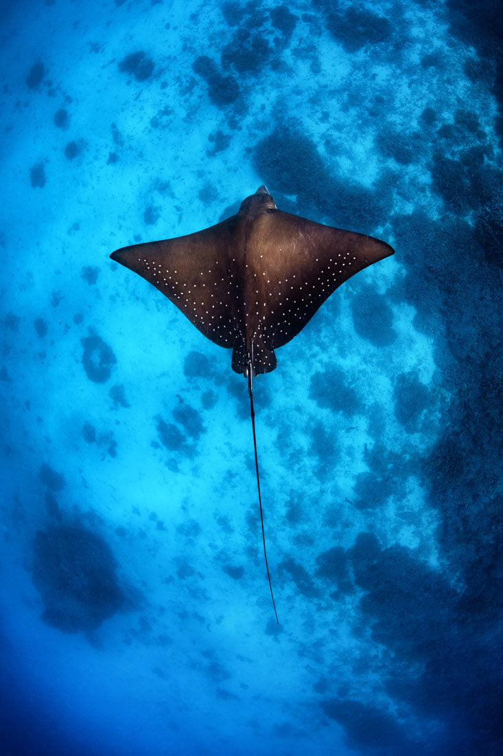 Spotted Eagle Ray Print | Great Barrier Reef Underwater Photography ...