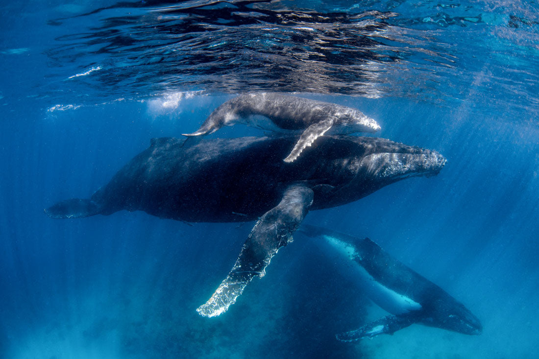 Humpback Whales Photo Print | Ningaloo Reef Underwater Photography ...