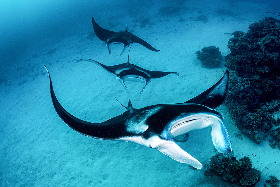 Manta Rays Great Barrier Reef Photo Print | Artwork for Home Decor ...