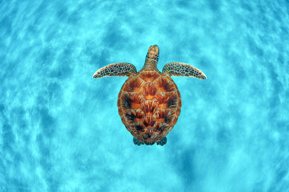 Turtle Perfection | Great Barrier Reef – Jordan Robins Photography
