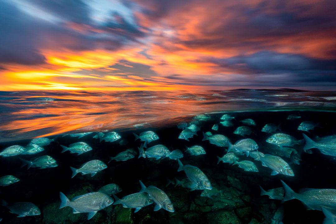 Yellowfin Bream Sunset Photo Print | Fly Point Nelsons Bay Diving ...